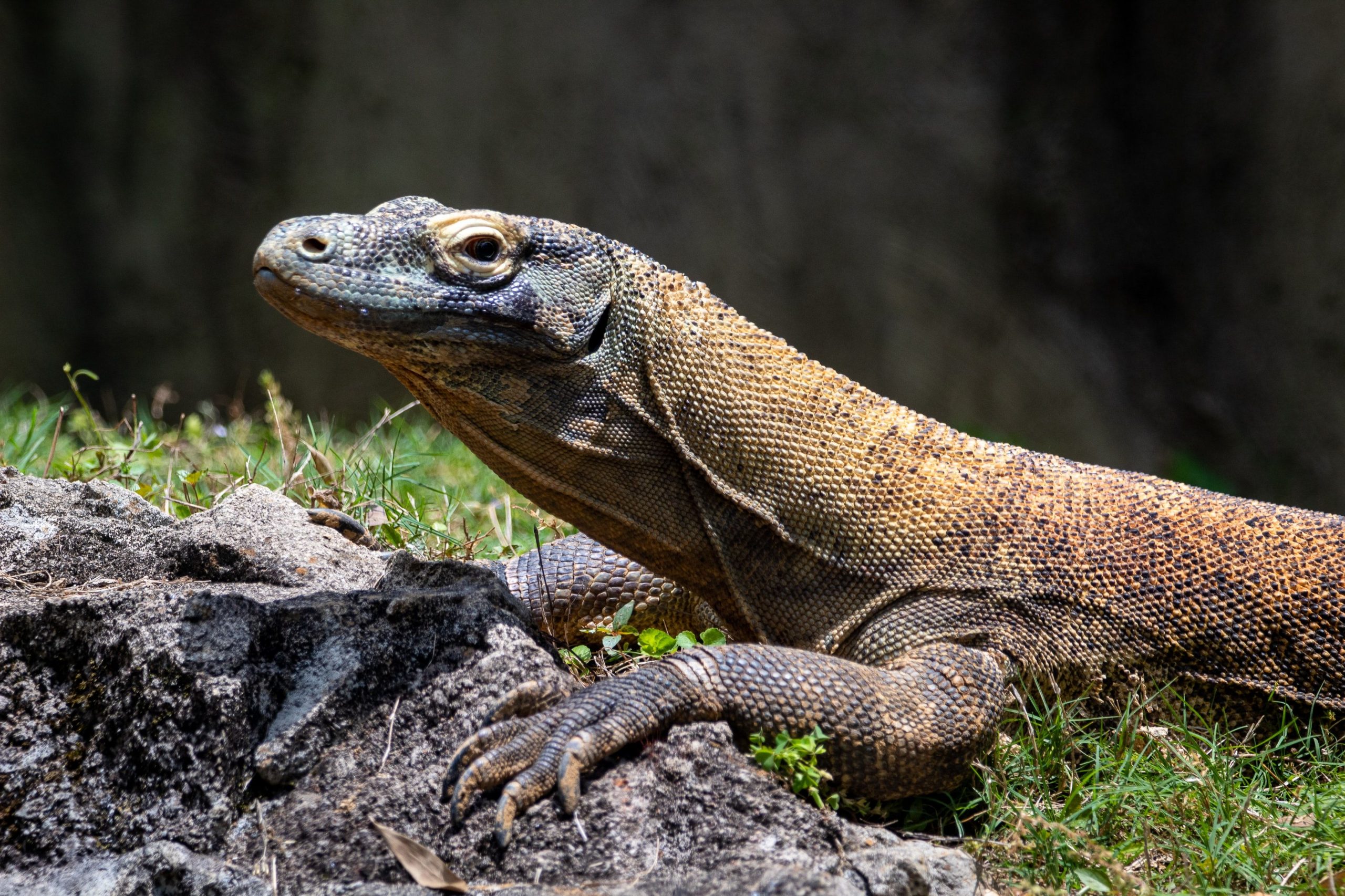 IMMUNITY LESSON 22- Why our “Lizard Brain” Has us Wired for Protection ...